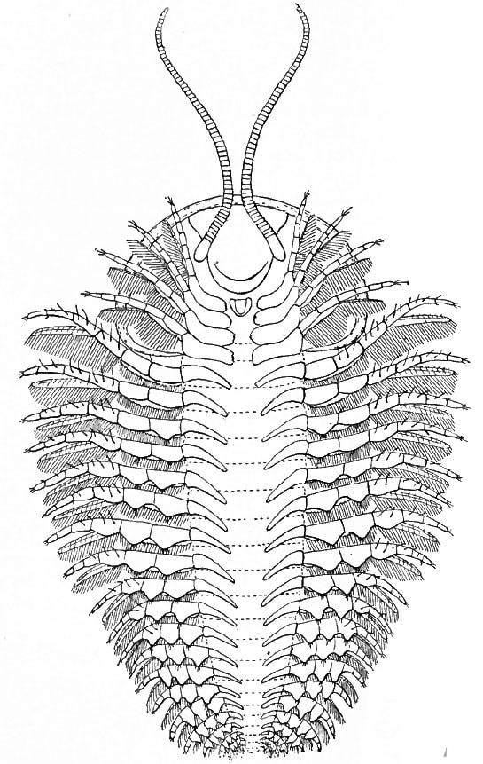 La face cachée du Trilobite - Evolution biologique