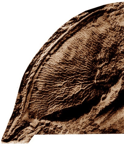 La face cachée du Trilobite - Evolution biologique